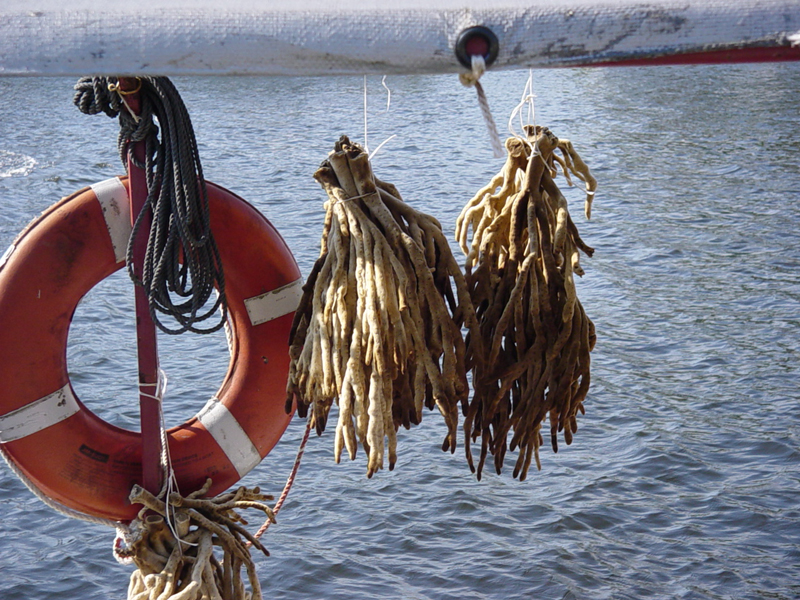 Finger Sponges | Pics4Learning