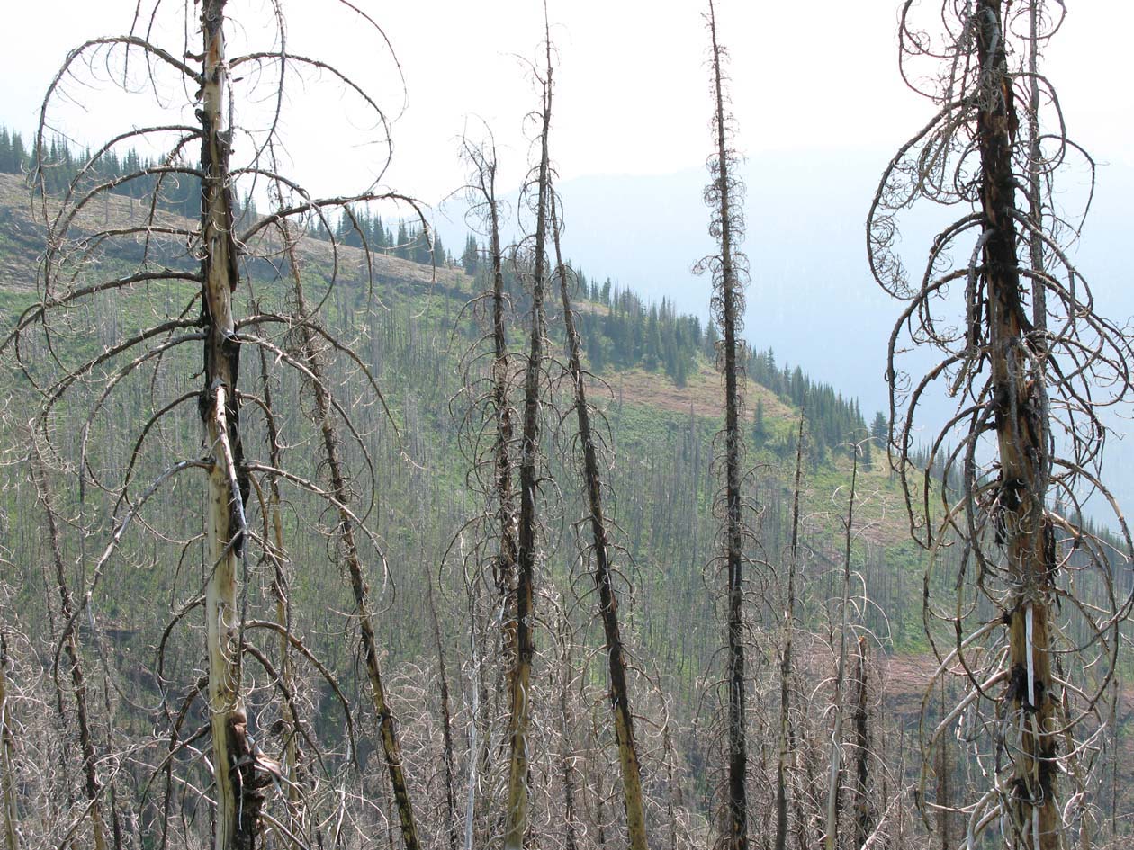 wildfire damage | Pics4Learning