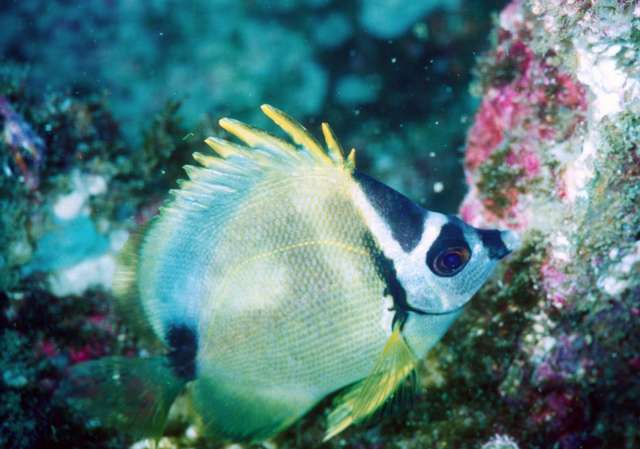 Fish | Pics4Learning