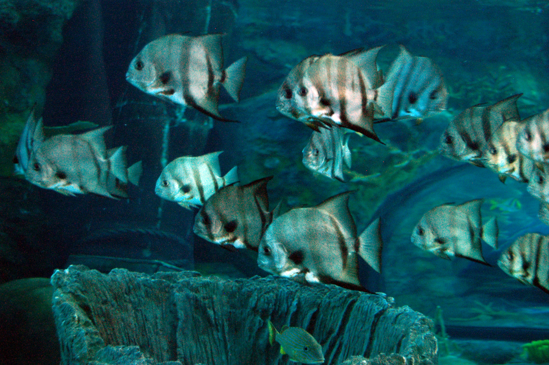 fish | Pics4Learning