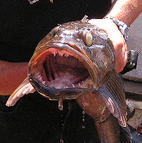 Smile for the camera! | Pics4Learning