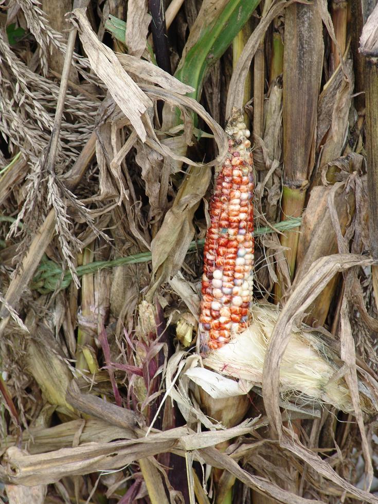 Indian Corn | Pics4Learning