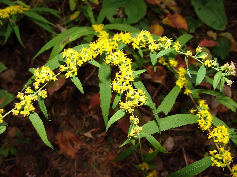 wild flower 4 | Pics4Learning