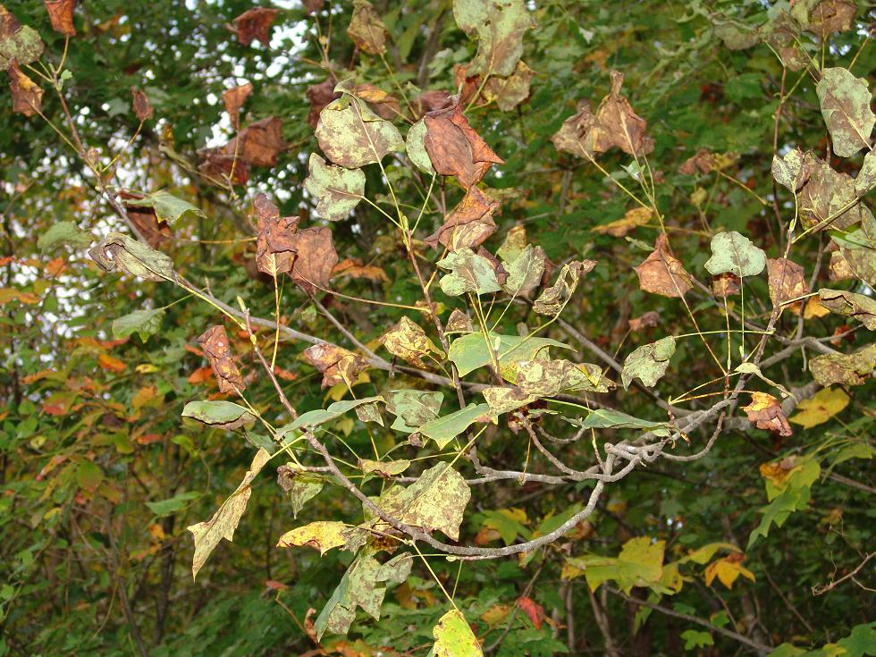 Fall Color 4 | Pics4Learning