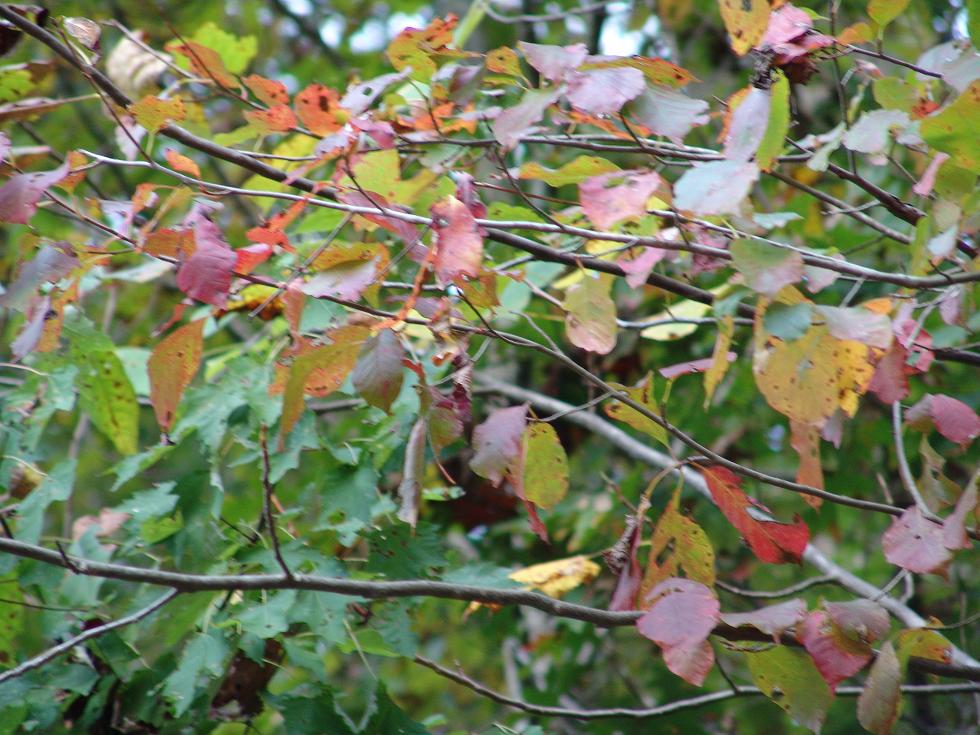 Fall Color 5 | Pics4Learning