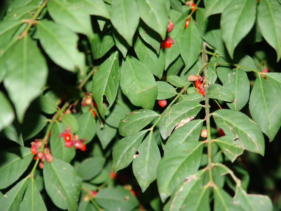 Fall Color 6 | Pics4Learning