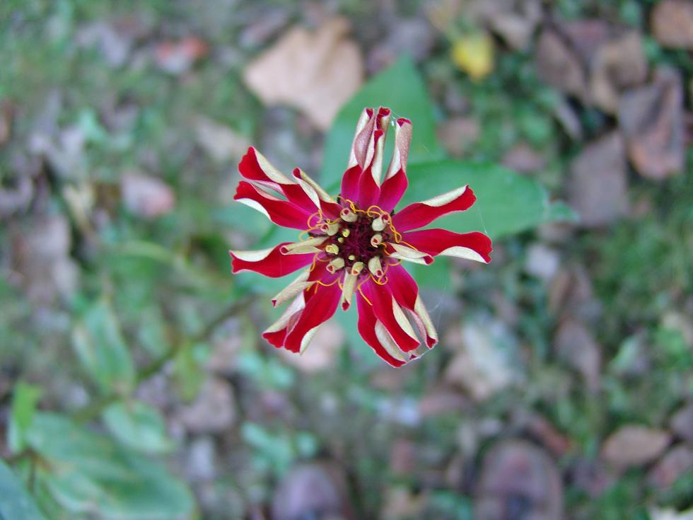 KY Flower | Pics4Learning