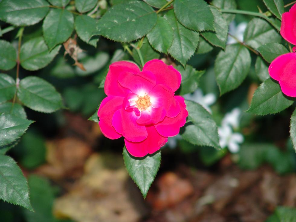 Wild Rose | Pics4Learning