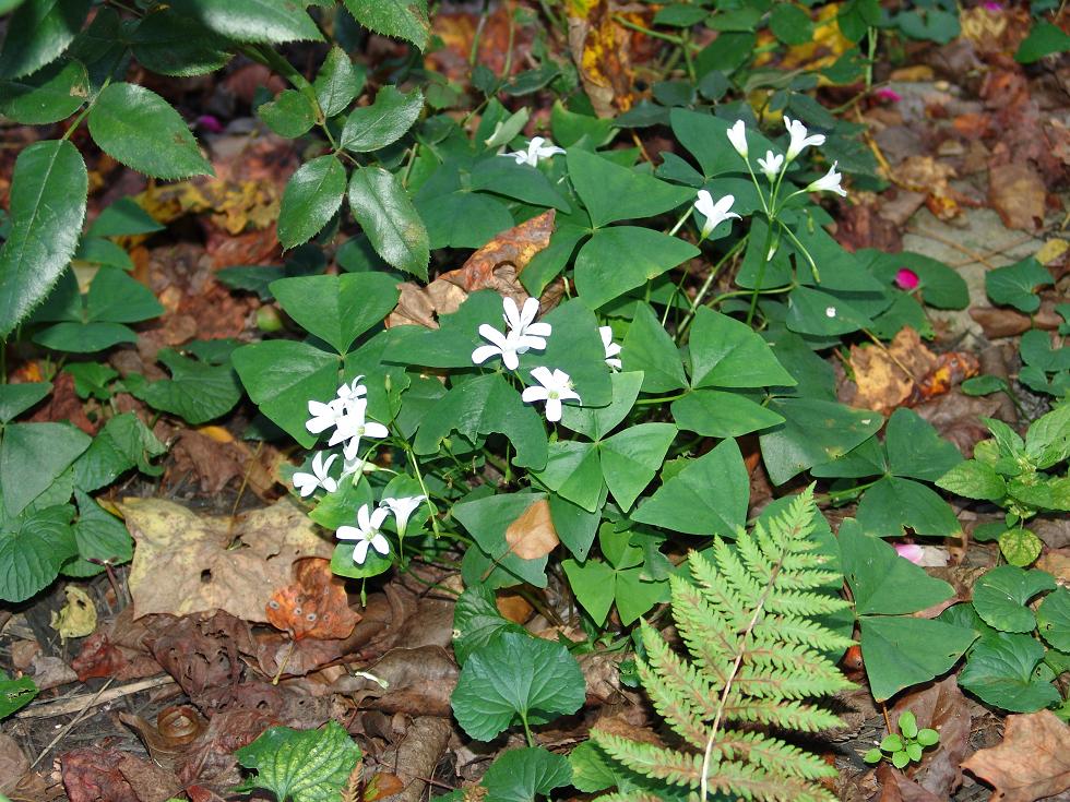 Shamrock | Pics4Learning