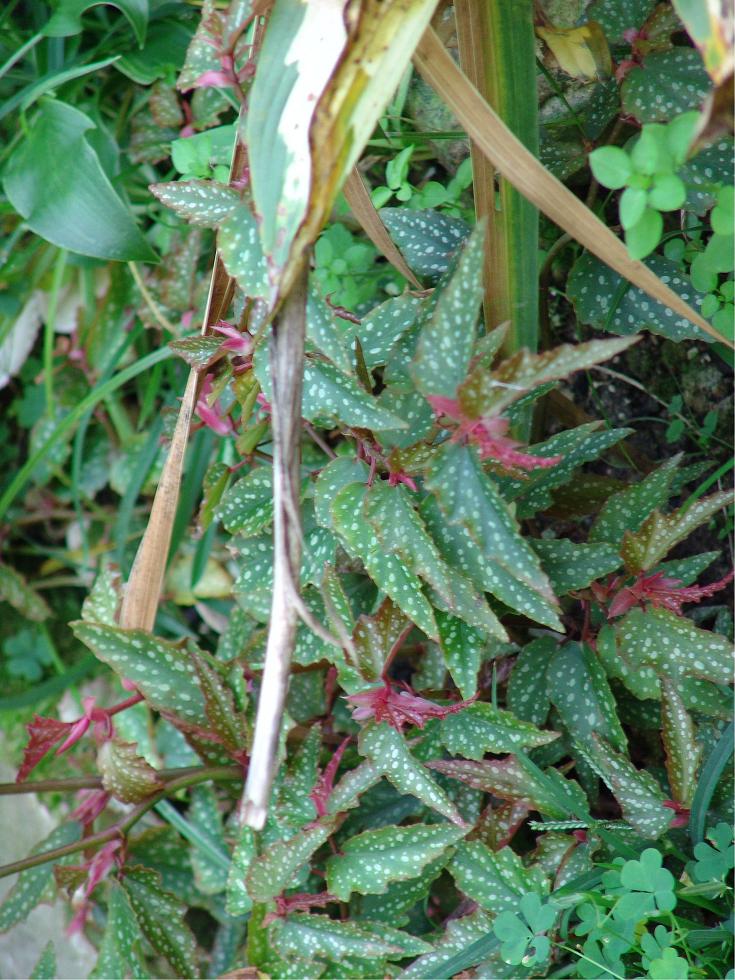 KY Flower | Pics4Learning