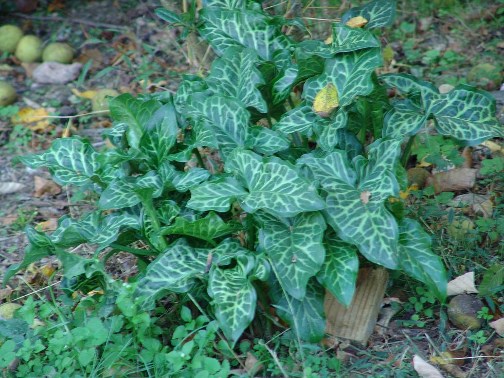 KY Flower | Pics4Learning