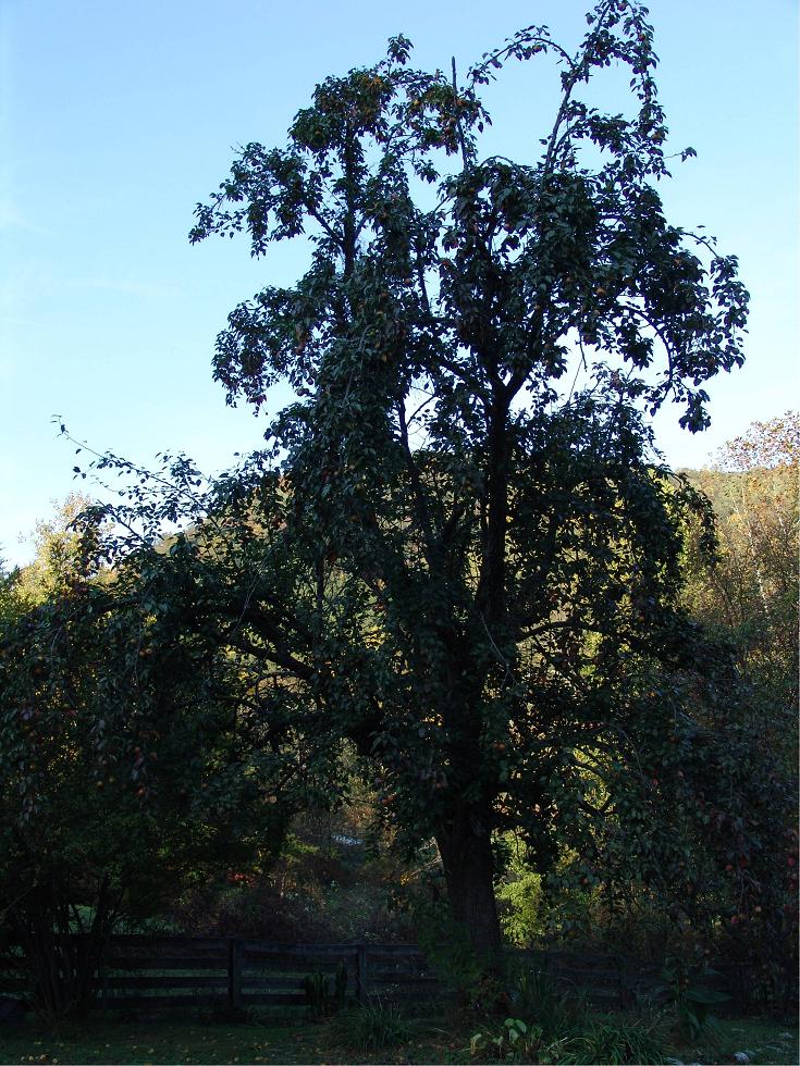 Pear Tree | Pics4Learning