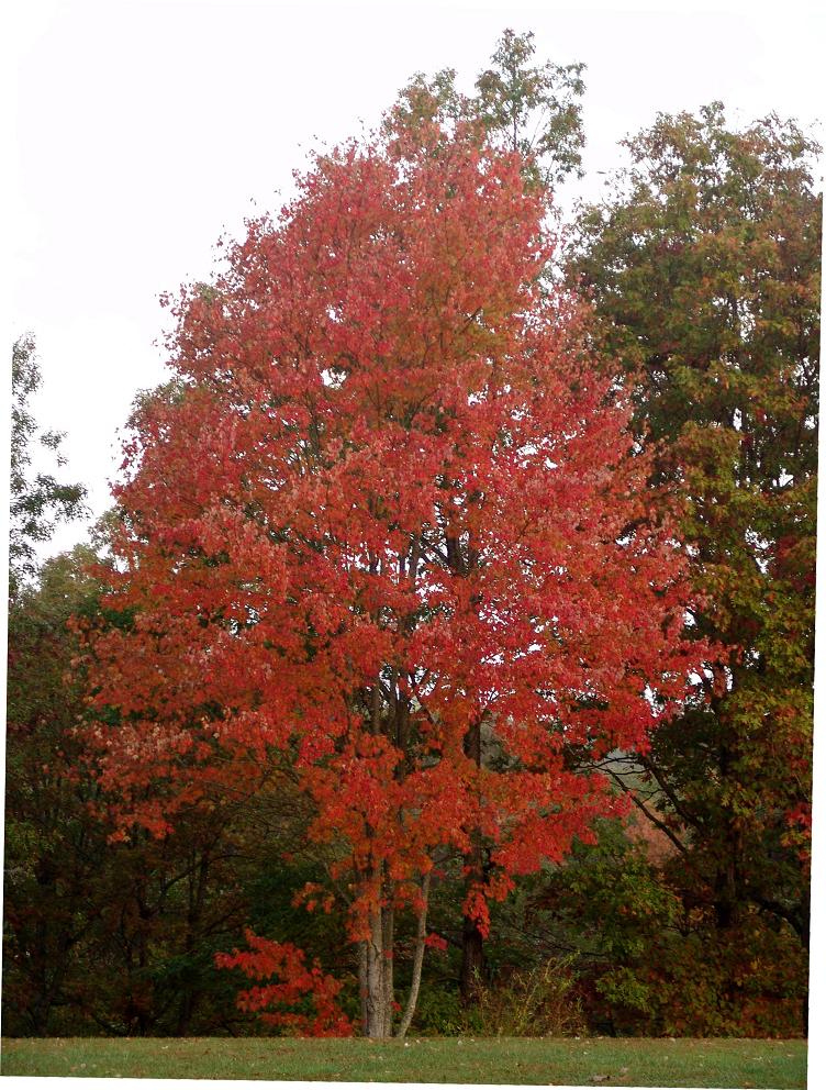 Red Oak Tree | Pics4Learning