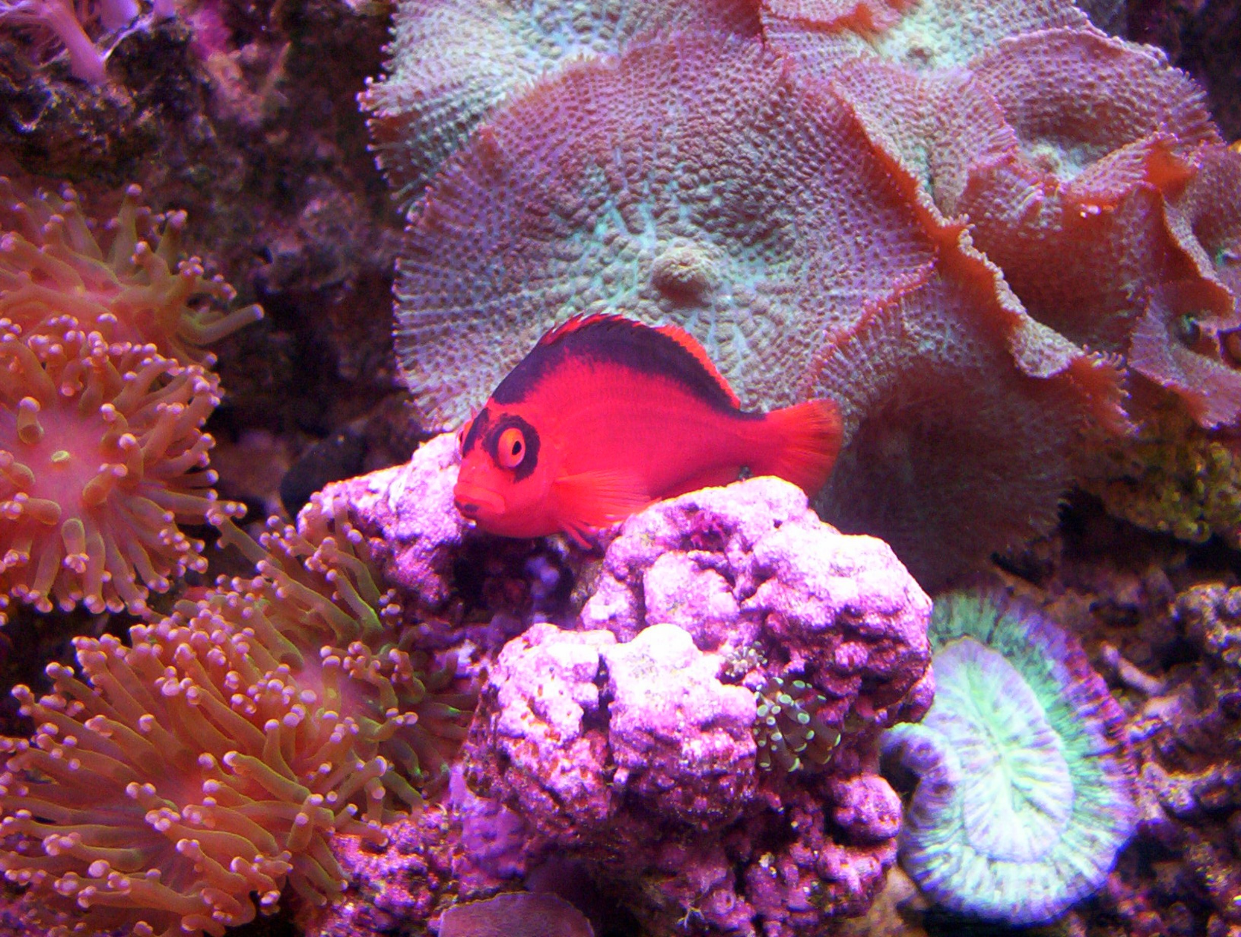 Flame Hawk Fish and Corals | Pics4Learning