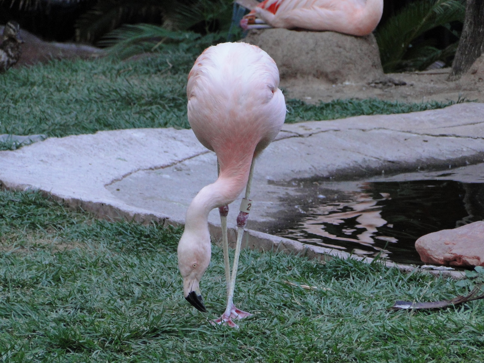 Flamingo | Pics4Learning