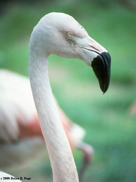 Flamingo head shot | Pics4Learning