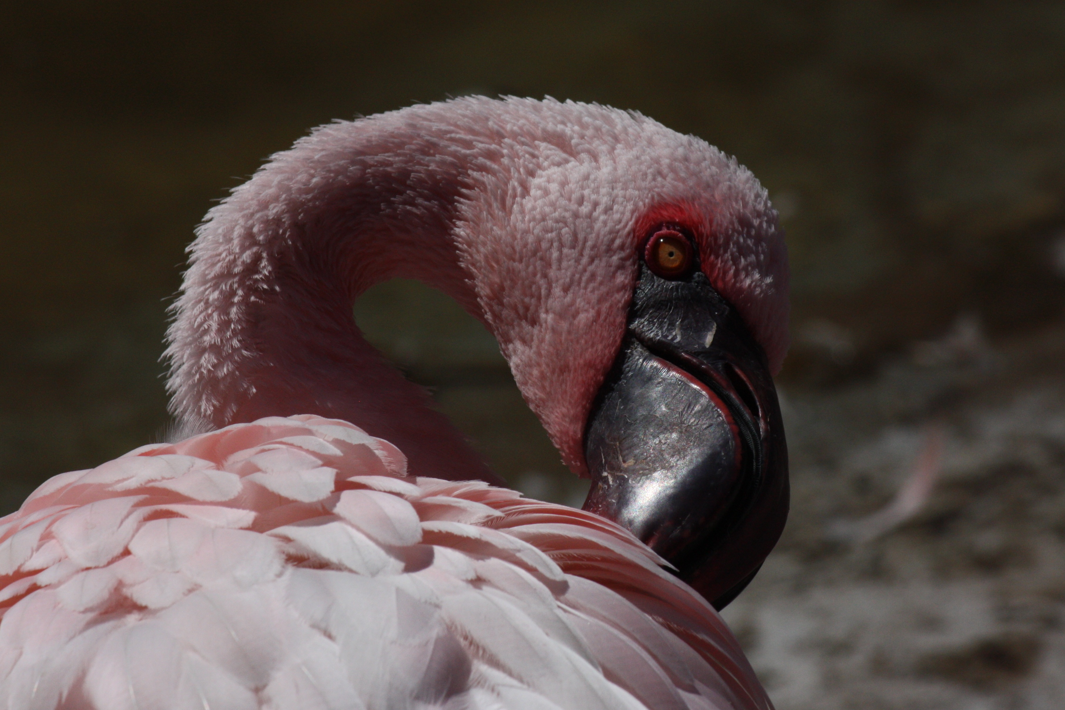 Flamingo Face | Pics4Learning