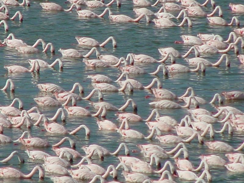 Flamingo Feeding | Pics4Learning