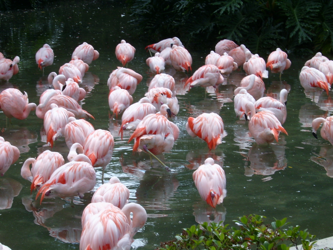 Flamingo at Sea World | Pics4Learning
