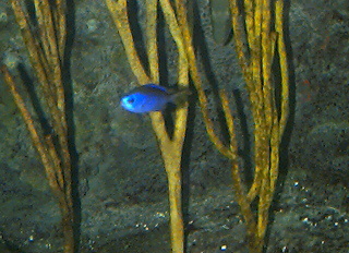 Blue fish in the Florida Aquarium in Tampa Florida | Pics4Learning