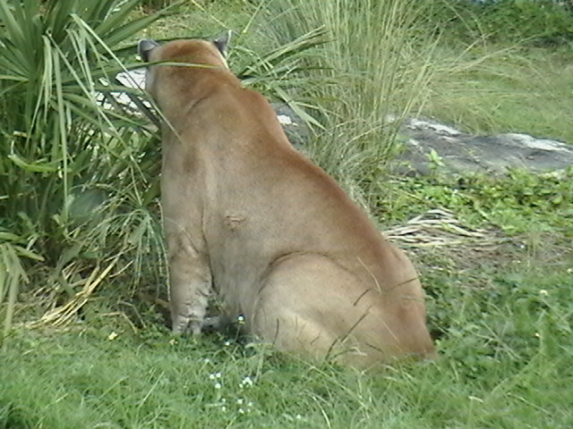 Florida cougar at rescue reserve, florida panther | Pics4Learning