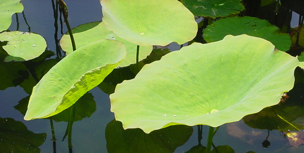 Floating Lotus Leaves | Pics4Learning