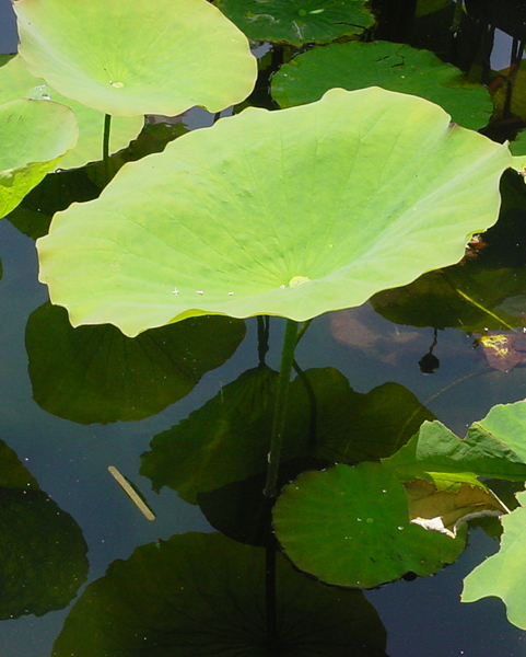 Floating Lotus Leaves | Pics4Learning