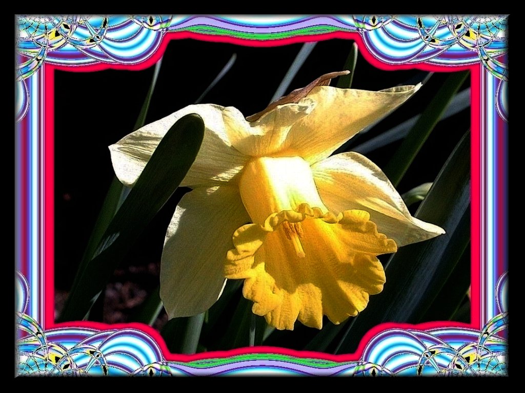 daffodil | Pics4Learning
