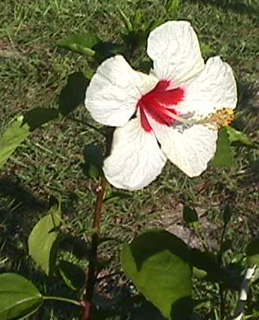 hibiscus flower | Pics4Learning