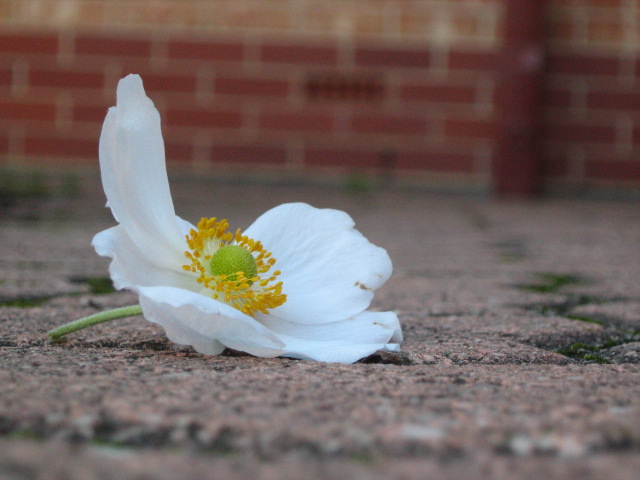 Flower | Pics4Learning