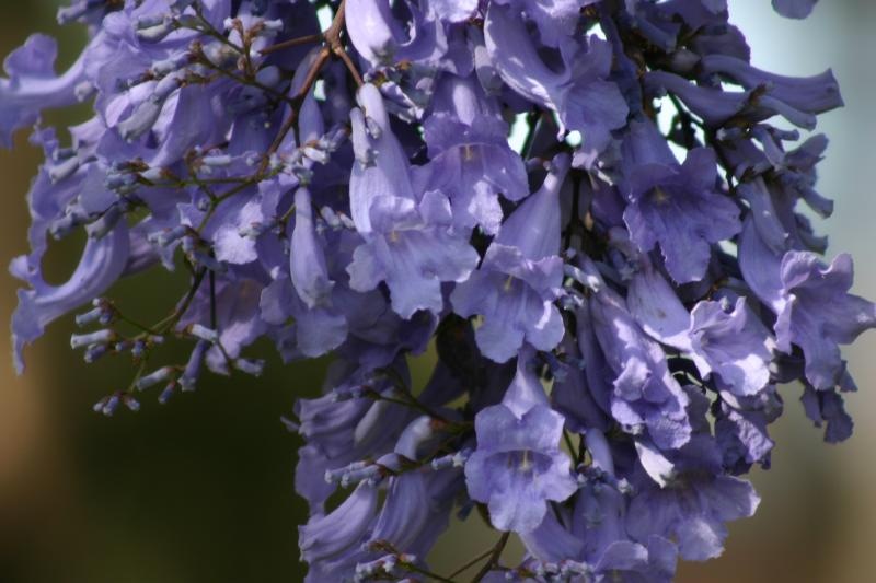 African Blue FLower | Pics4Learning