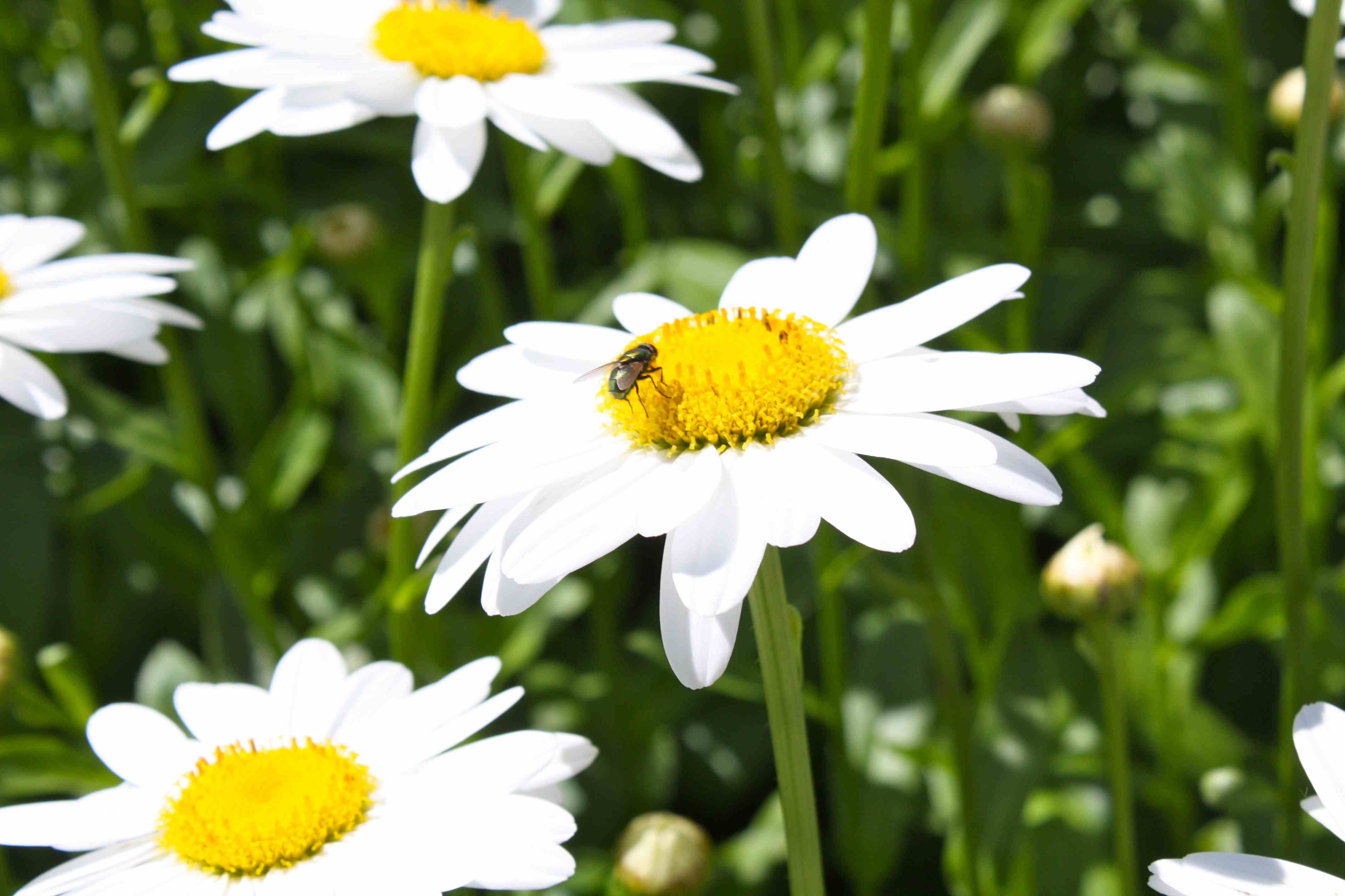 Daisy | Pics4Learning