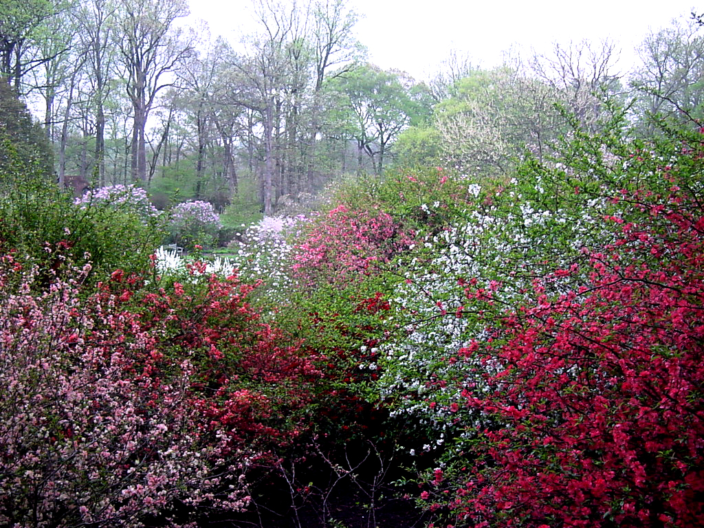Flowering Trees in the Sundial Garden - crabapple, quince, and cherries | Pics4Learning