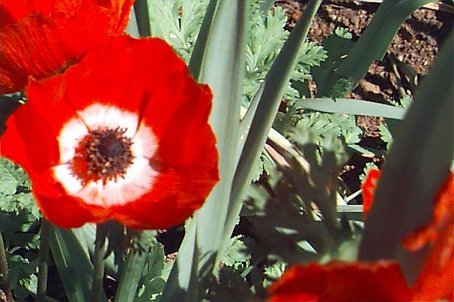 Red Flowers in Spring | Pics4Learning