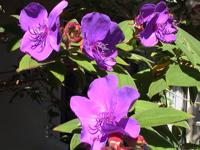 flowers | Pics4Learning