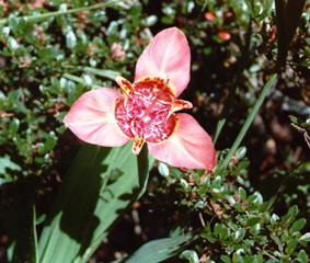 Pink three petal flower | Pics4Learning