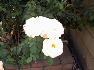 Roses | Pics4Learning