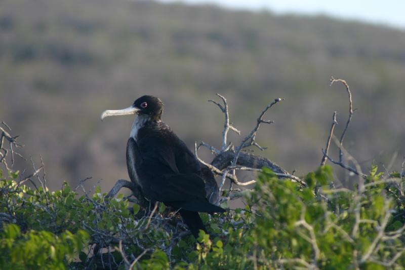 Frigate Bird | Pics4Learning