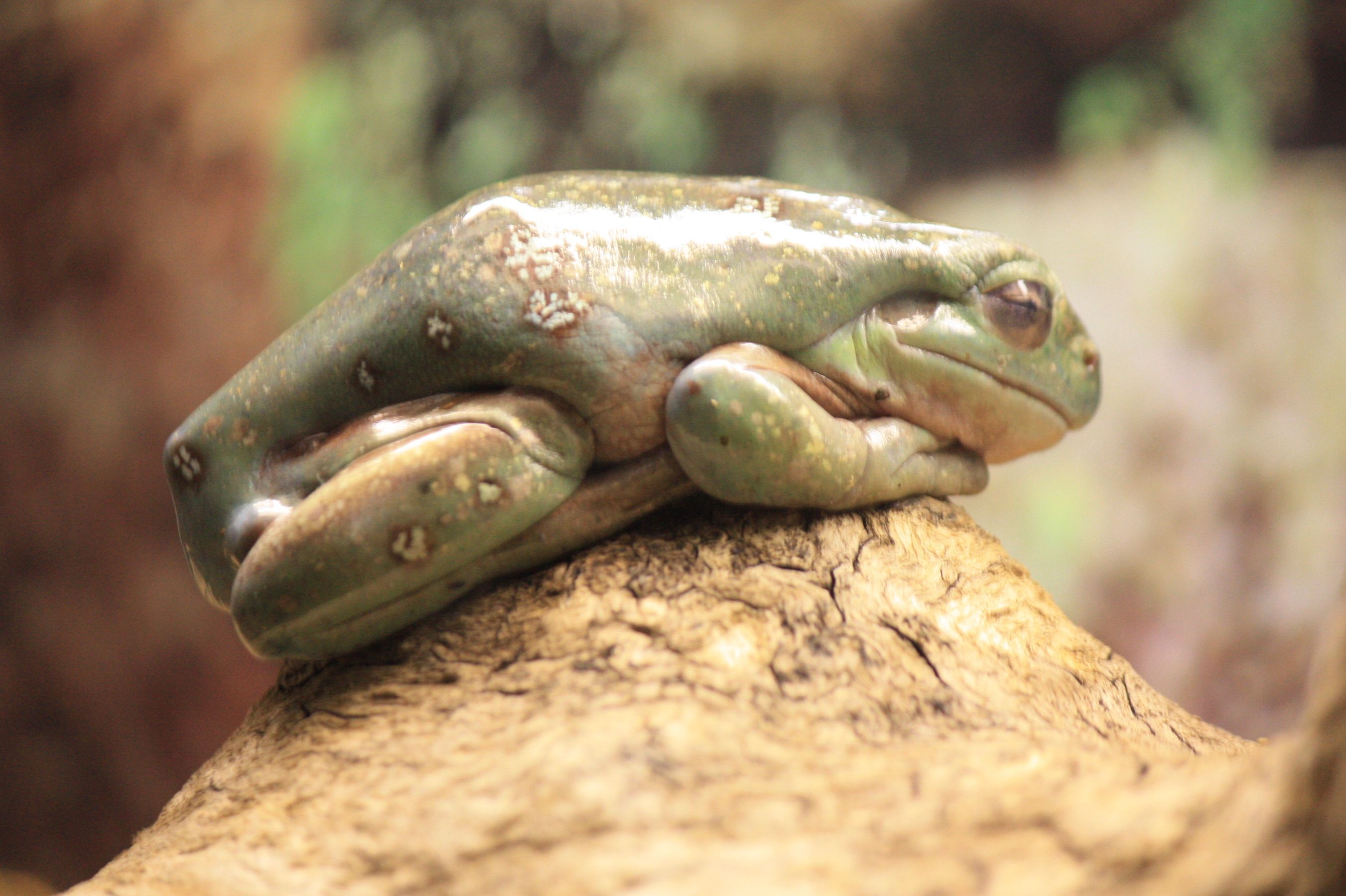 Resting Frog | Pics4Learning