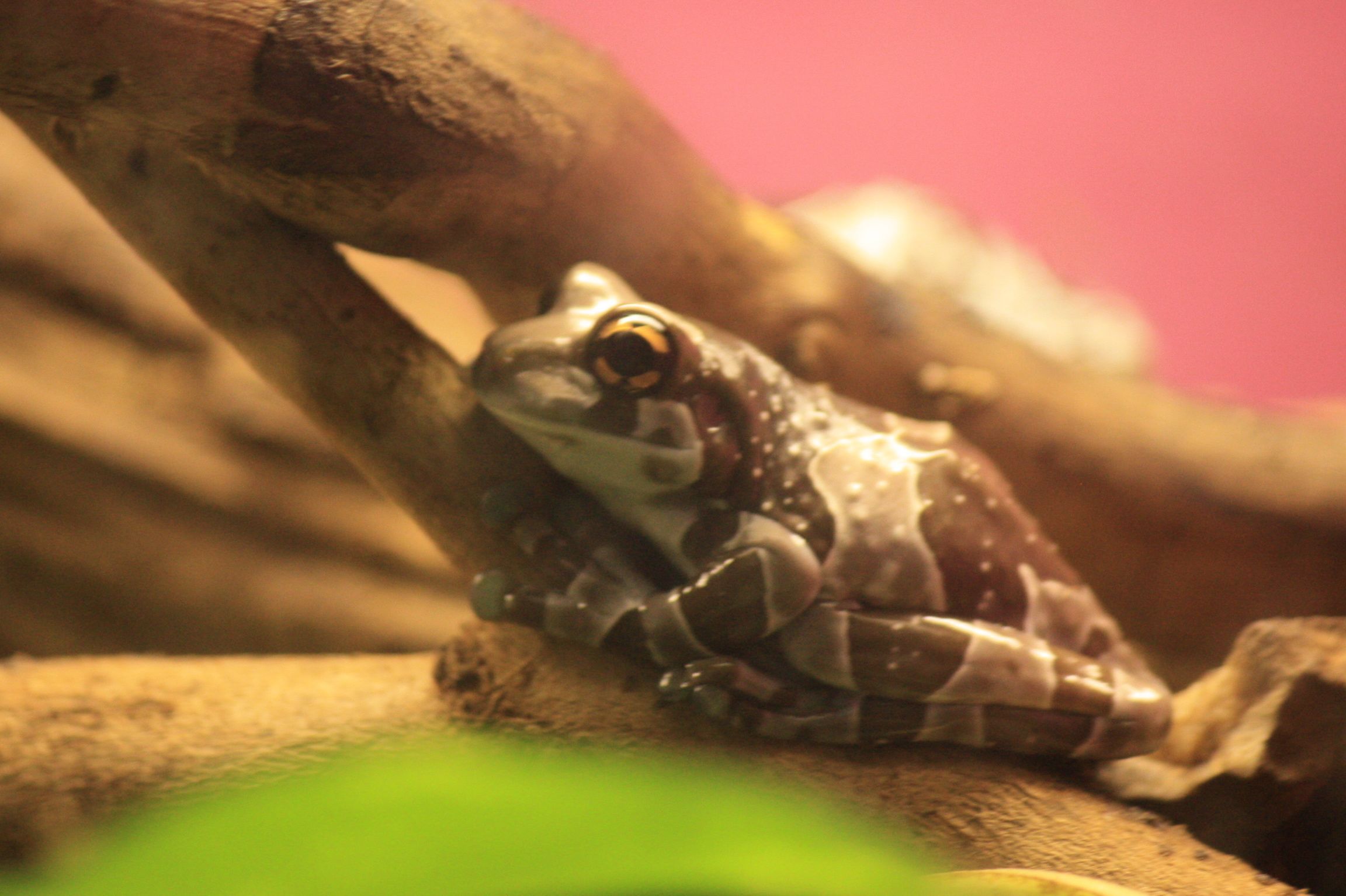 Little Frog | Pics4Learning