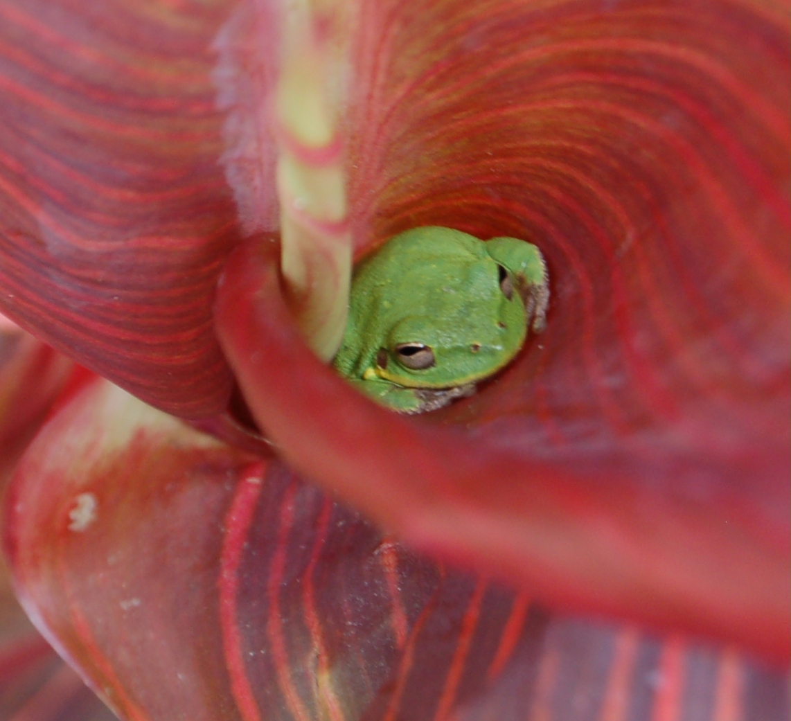 Tree frog in canna lily | Pics4Learning