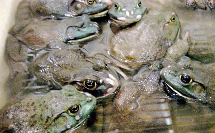 Frogs at a Chinese supermarket | Pics4Learning