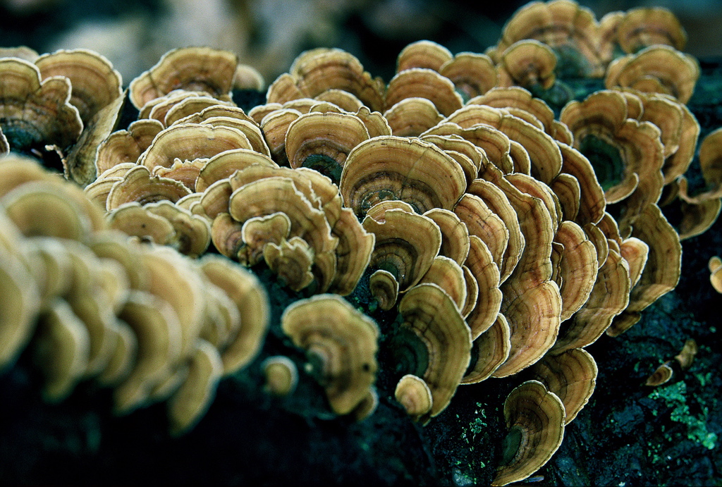 Fungi | Pics4Learning