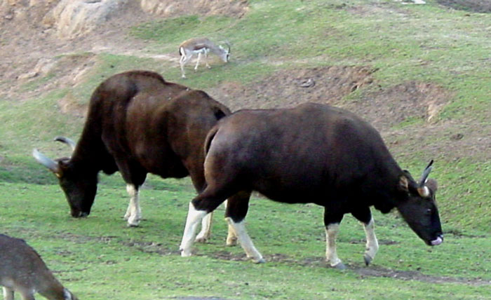 Gaurs | Pics4Learning