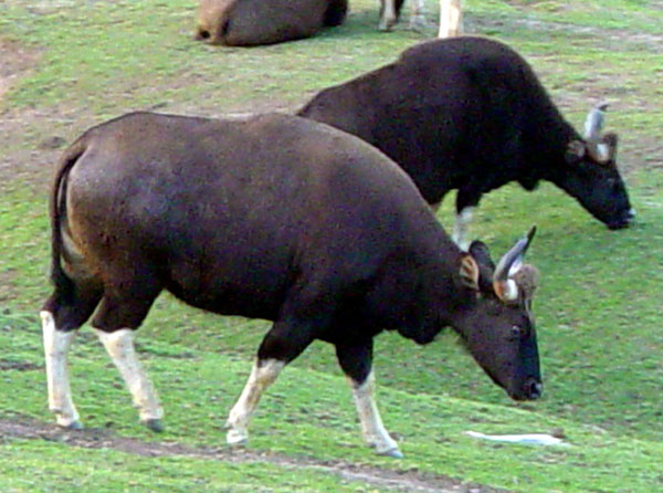 Gaurs | Pics4Learning