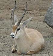 Saharan Dorcas Gazelle | Pics4Learning