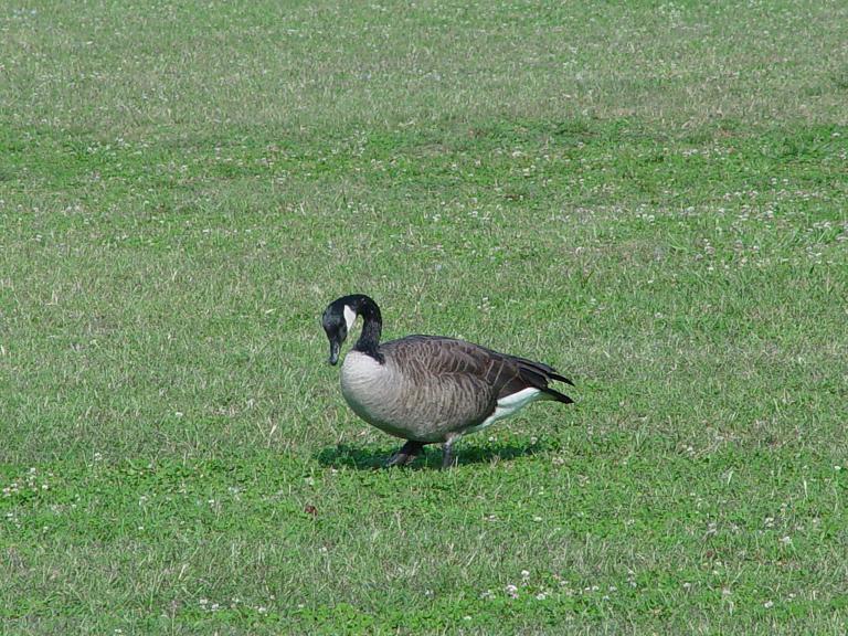 Geese | Pics4Learning