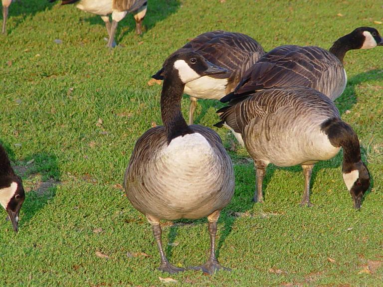 Geese13 | Pics4Learning