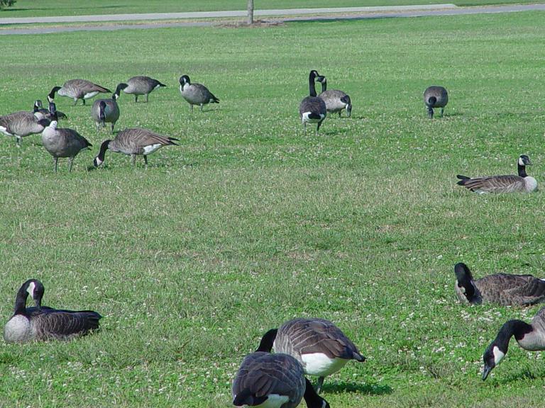 Geese2 | Pics4Learning