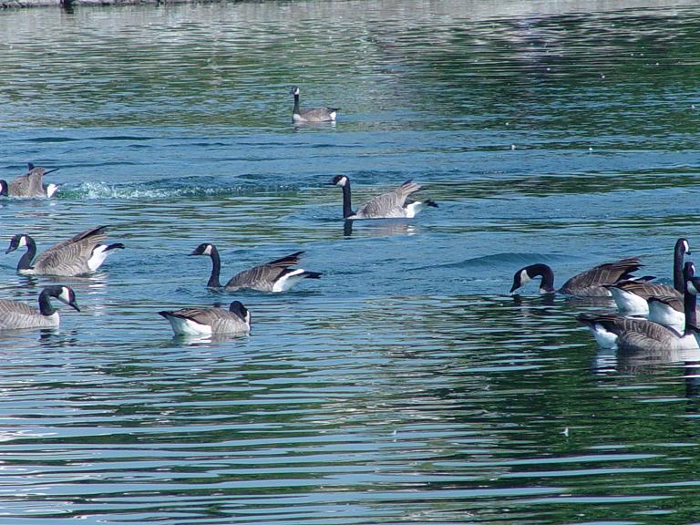 Geese8 | Pics4Learning